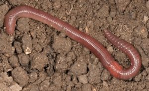 √ Hewan Avertebrata | Pengertian, Jenis, Ciri-Ciri & Contoh