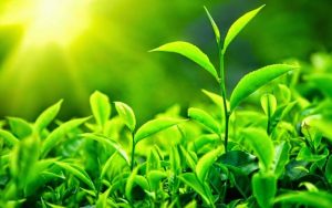 √ Proses Fotosintesis | Pengertian, Faktor, Persamaan Reaksi, Rumus