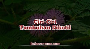 √ 45+ Contoh Tumbuhan Dikotil dan Monokotil [Lengkap]